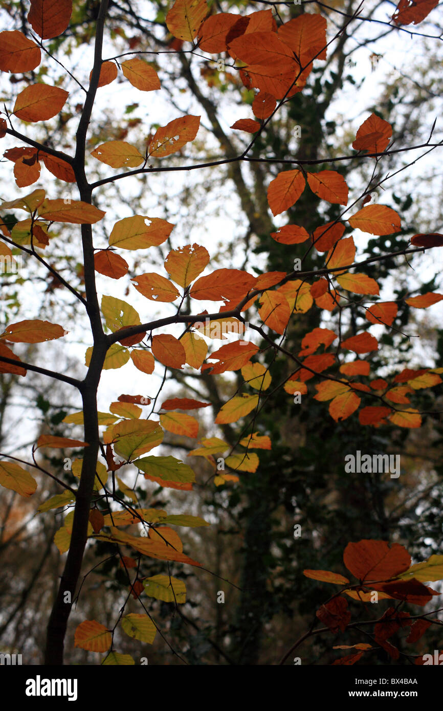 autumn beech leaves, The Minnis, Stelling Minnis, North Downs ...