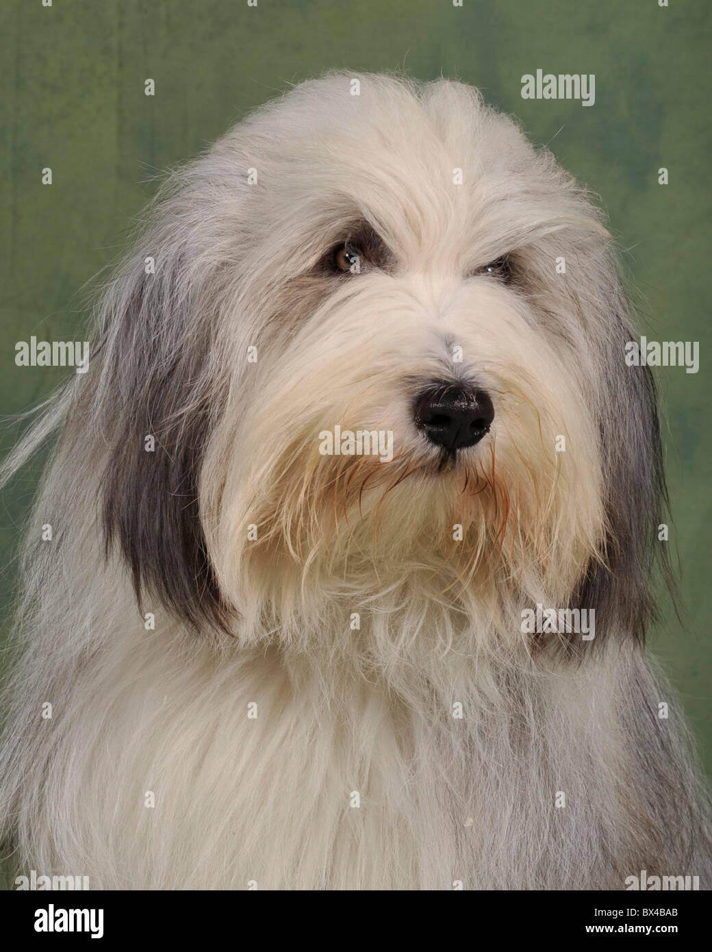 bearded collie dog Stock Photo - Alamy