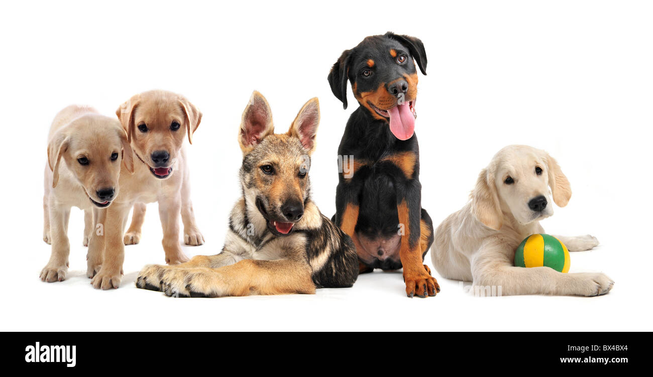 group of purebred puppies in front of a white background Stock Photo ...
