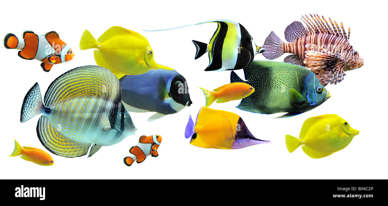 Yellow fishes Cut Out Stock Images & Pictures - Alamy