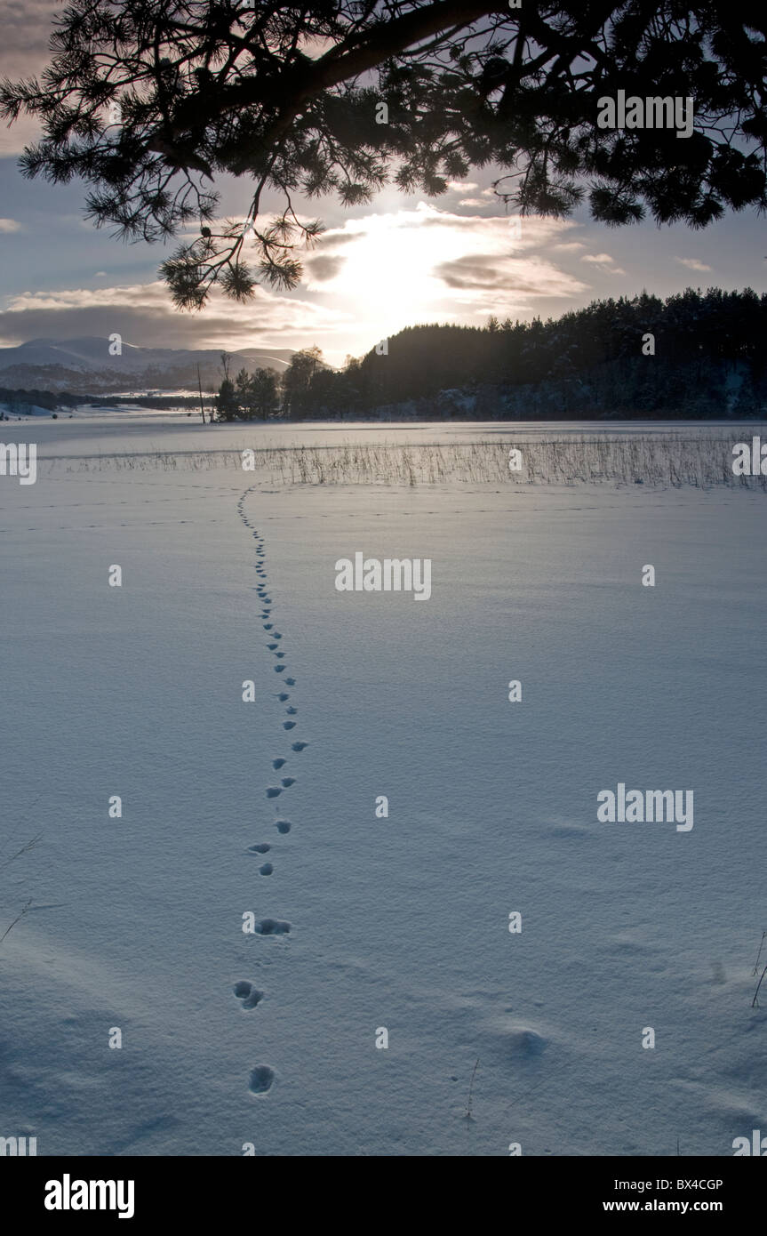 Lead Across High Resolution Stock Photography and Images - Alamy