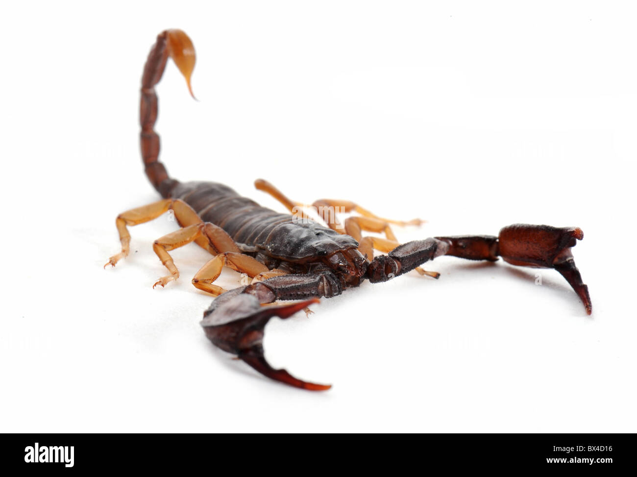 brown scorpion isolated on white background, focus on the head Stock ...