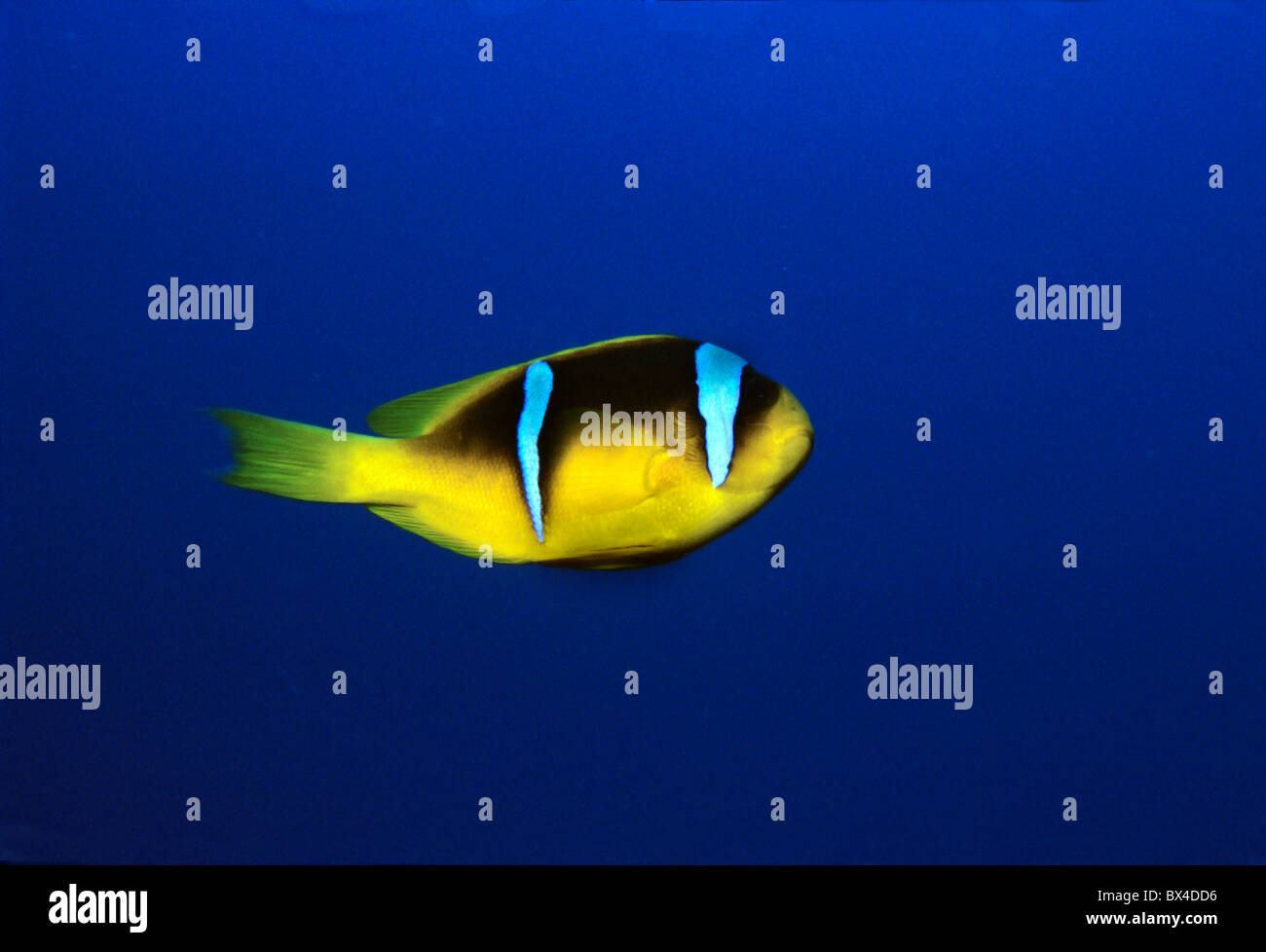 Yellowtail Clownfish (Amphiprion clarkii), Red Sea Stock Photo - Alamy