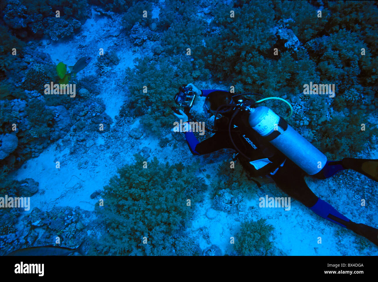 Diver taking picture of tropical fish swimming over a garden of massive ...