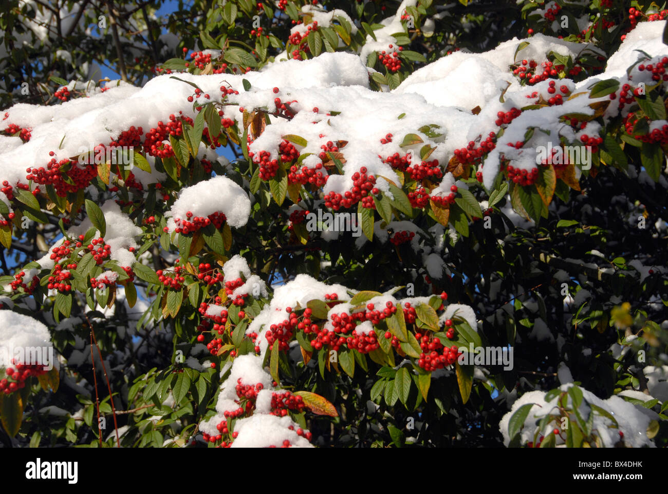 Red berries on Rowan tree in snow in winter , Brighton, UK Stock Photo ...