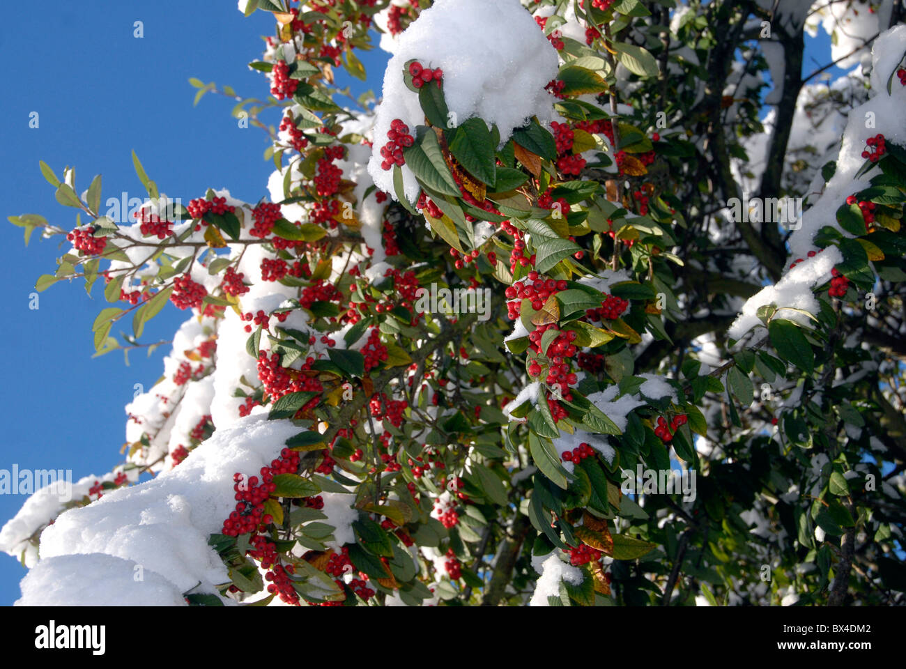Snowy trees with red berries hi-res stock photography and images - Alamy