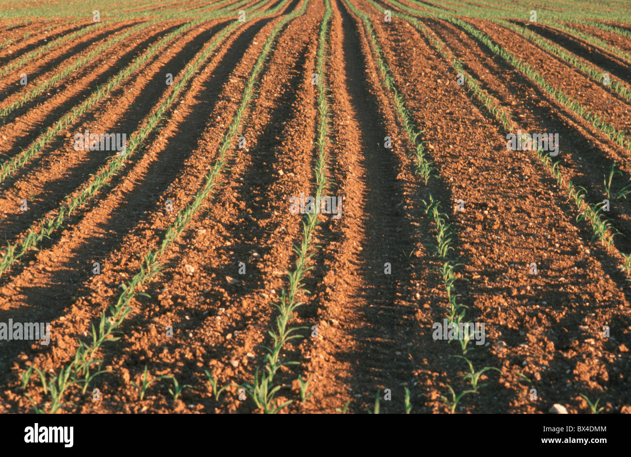 field cultivation outhouse field plants agriculture Stock Photo - Alamy