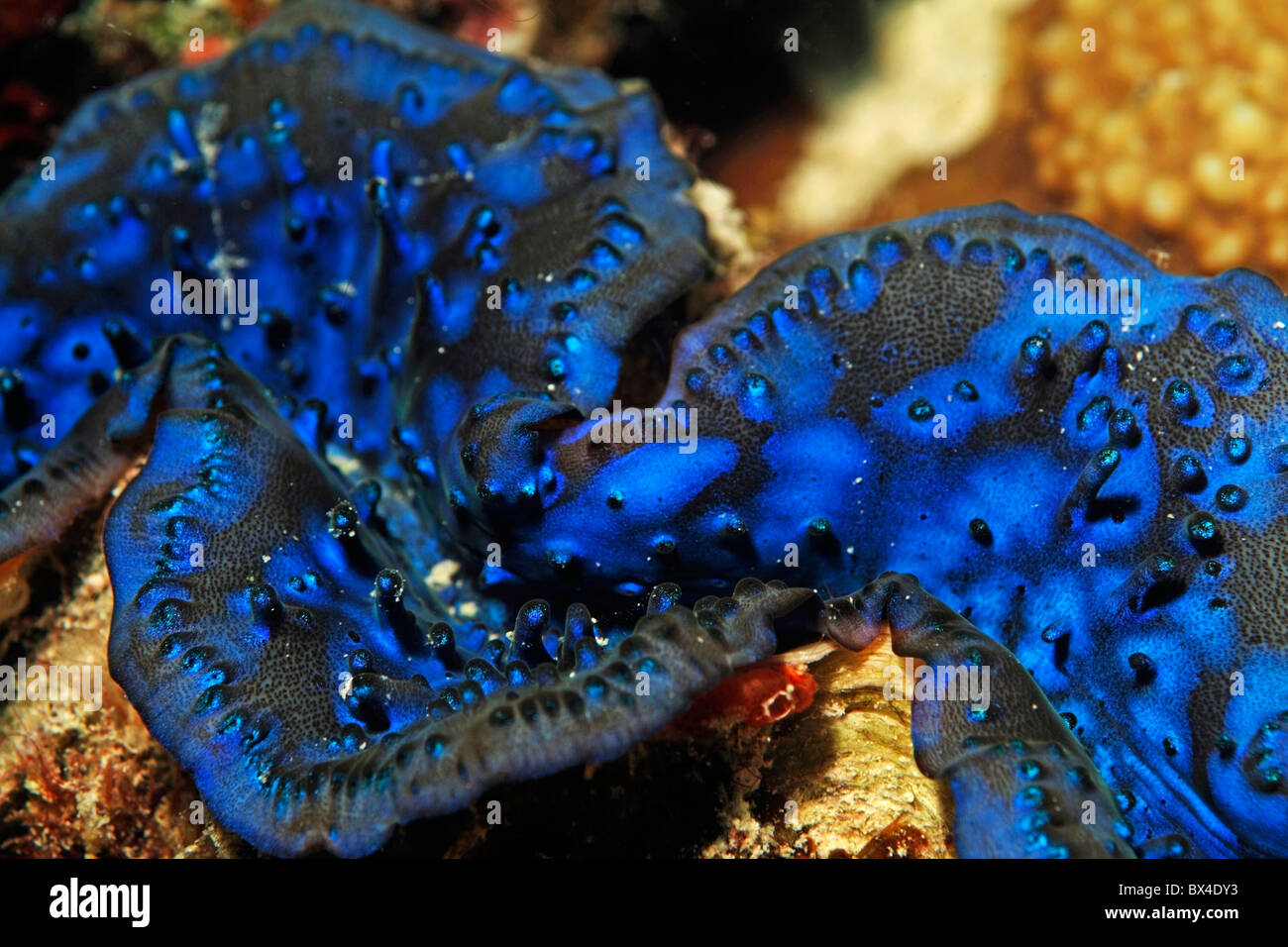 Close up of a large blue Giant Clam (Tridacna maxima Stock Photo - Alamy