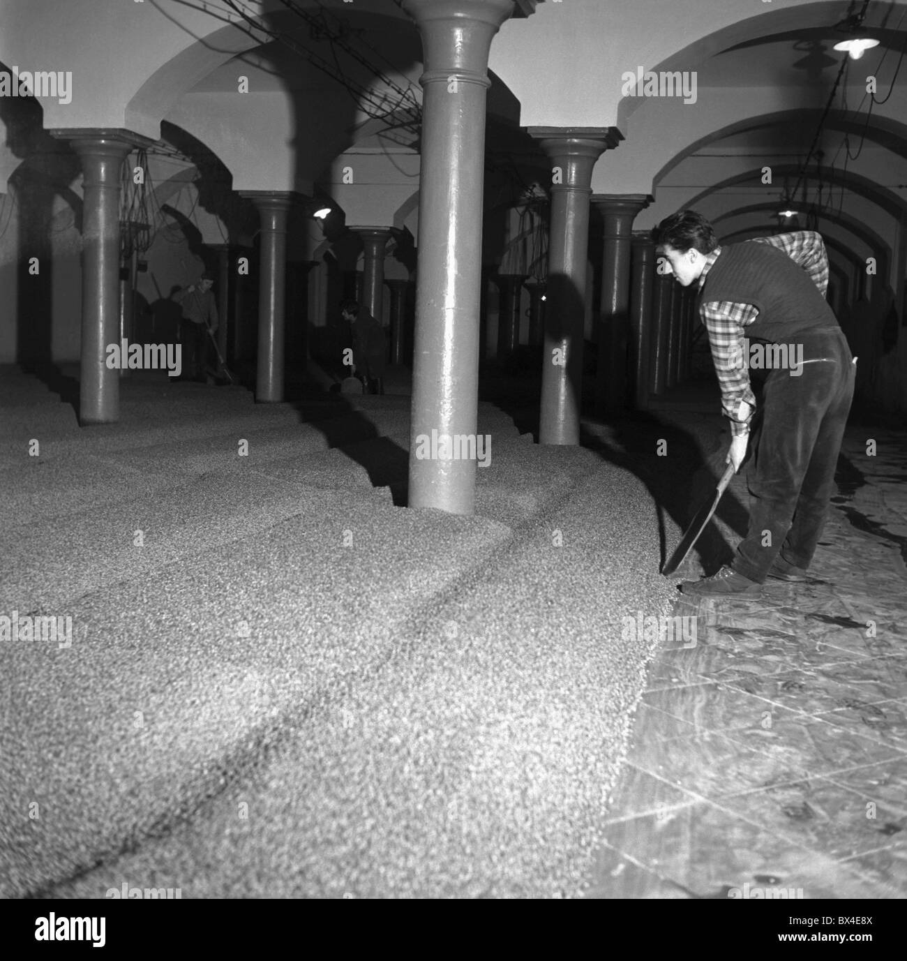 Budvar beer brewery, barley, grain, sprouting Stock Photo - Alamy