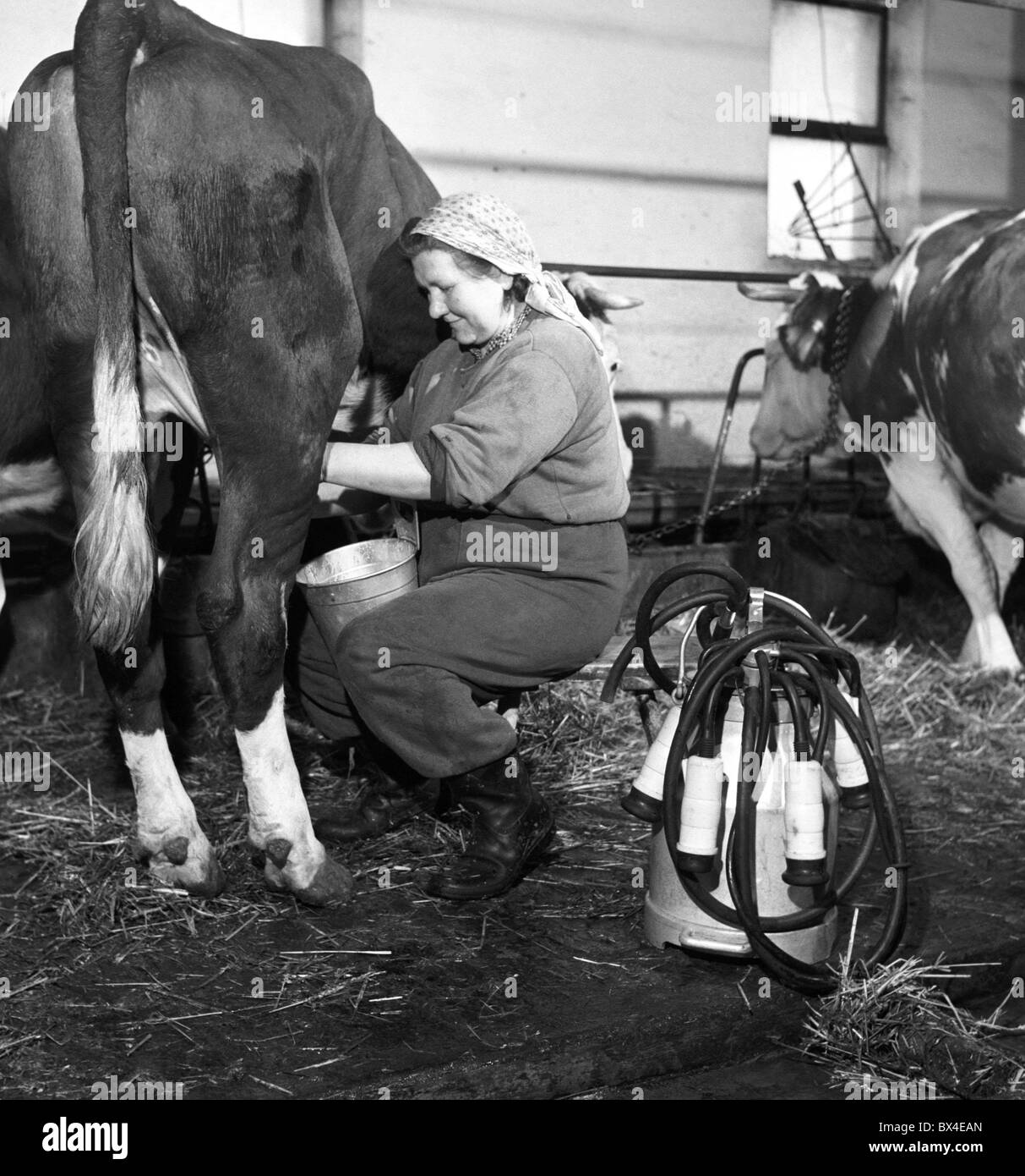 United Agricultural Cooperative worker (JZD) milks cow. Czechoslovakia ...