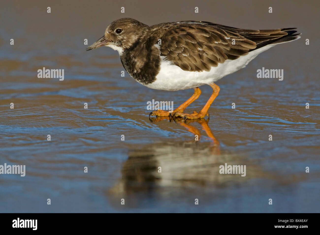 Turnstone/ Ruddy Turnstone in winter plumage Stock Photo - Alamy