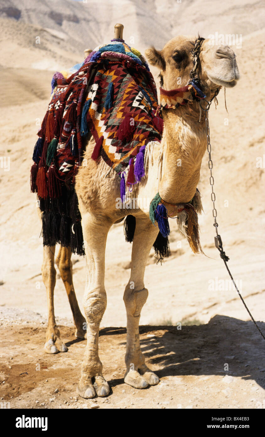 camel Camel ferus bactrianus Negev desert Israel Stock Photo - Alamy