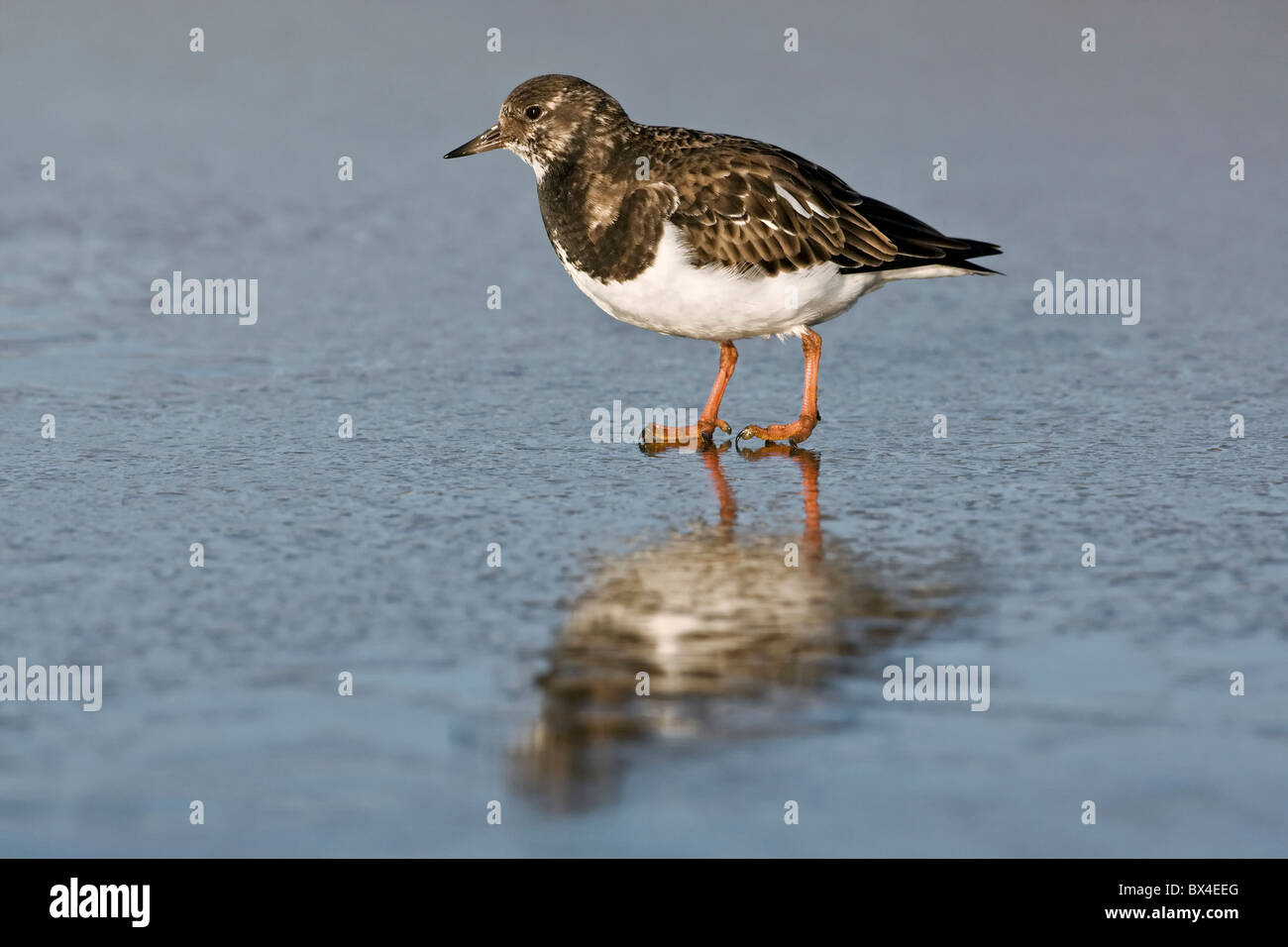 Turnstone in winter plumage hi-res stock photography and images - Alamy