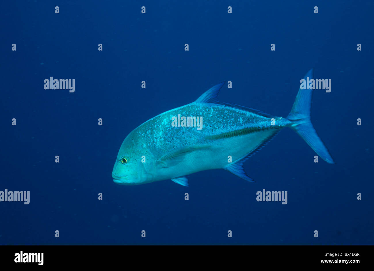 Ari atoll eye blue fins-mackerel Carangidae Caranx melampygus fauna ...