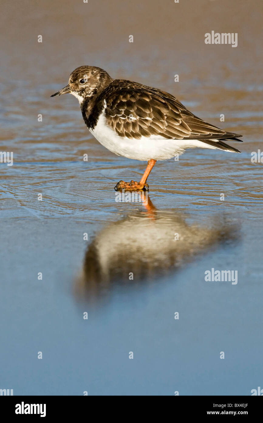 Turnstone/ Ruddy Turnstone in winter plumage Stock Photo - Alamy