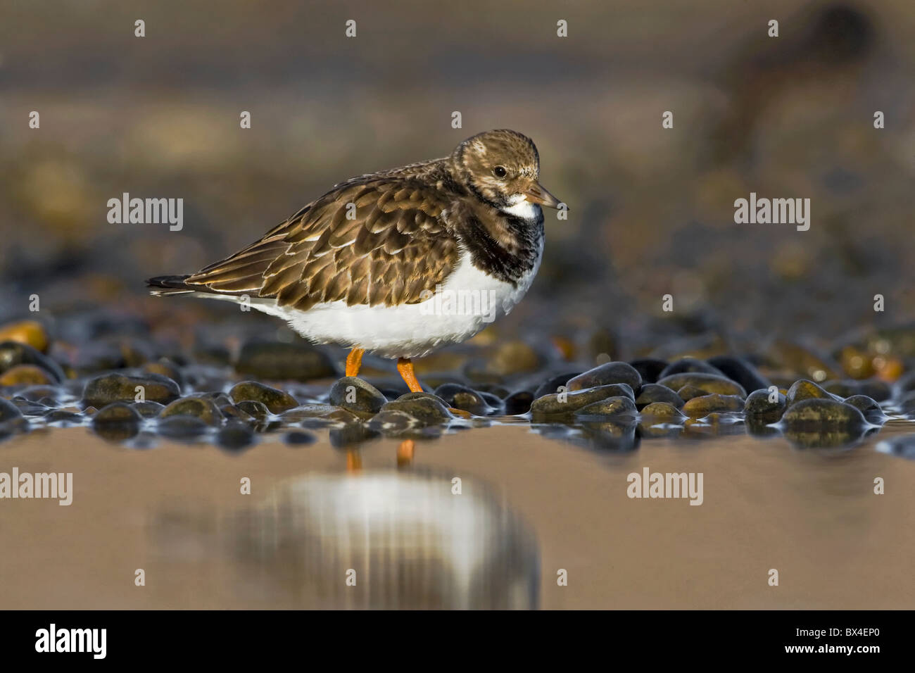 Turnstone/ Ruddy Turnstone in winter plumage Stock Photo - Alamy