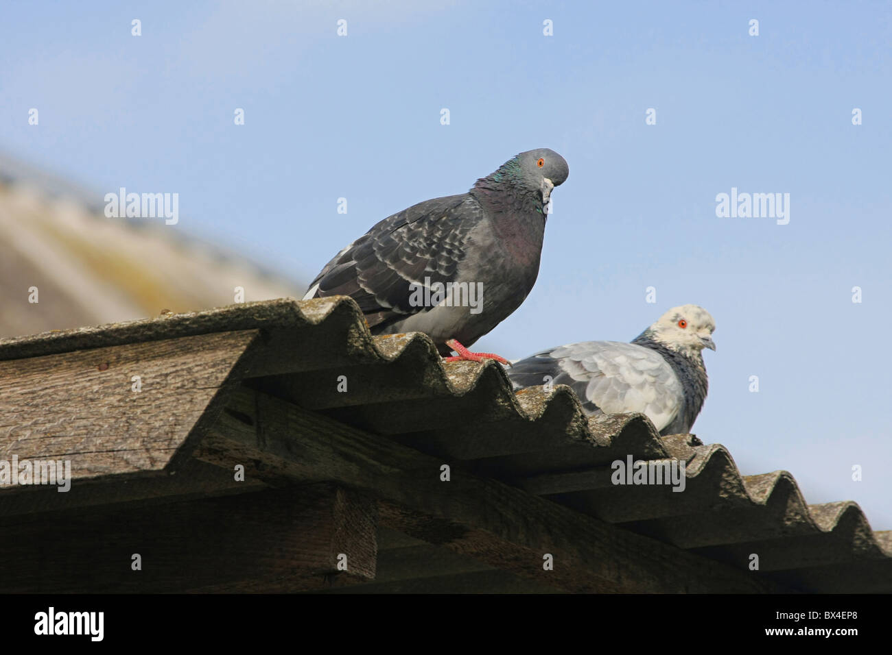 Coloured pigeons hi-res stock photography and images - Alamy