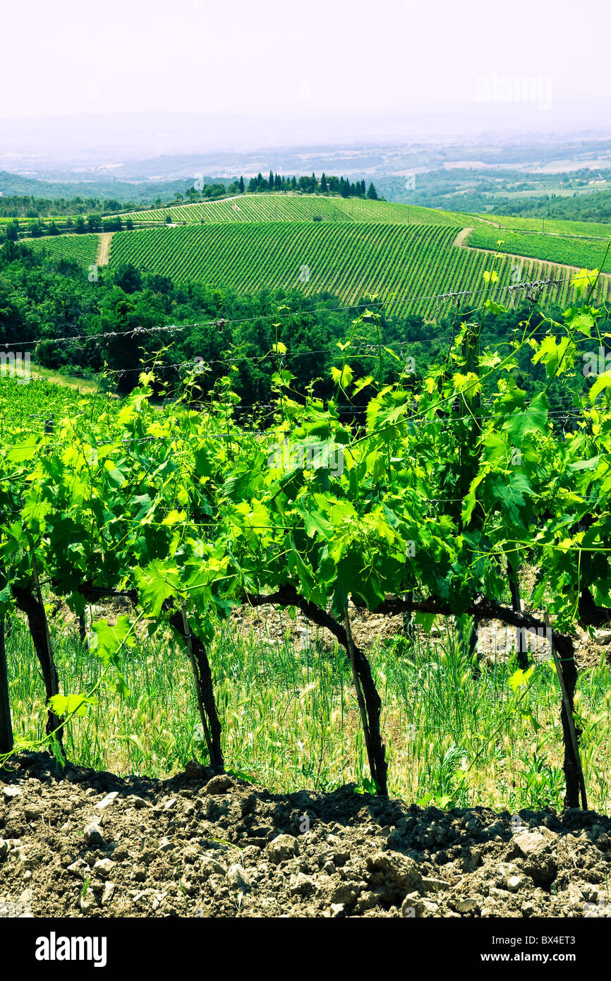 Wine growing region cyprus hi-res stock photography and images - Alamy