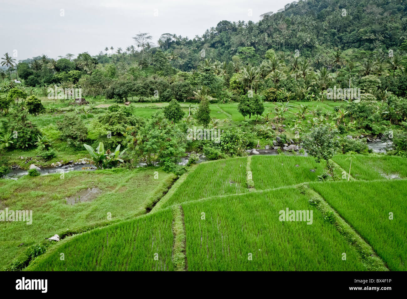 typical terrace rice fields of Bali, Indonesia Stock Photo - Alamy