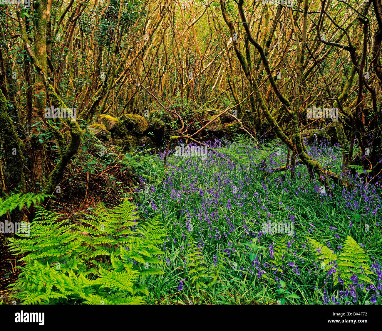 Hazel coppice garden hi-res stock photography and images - Alamy