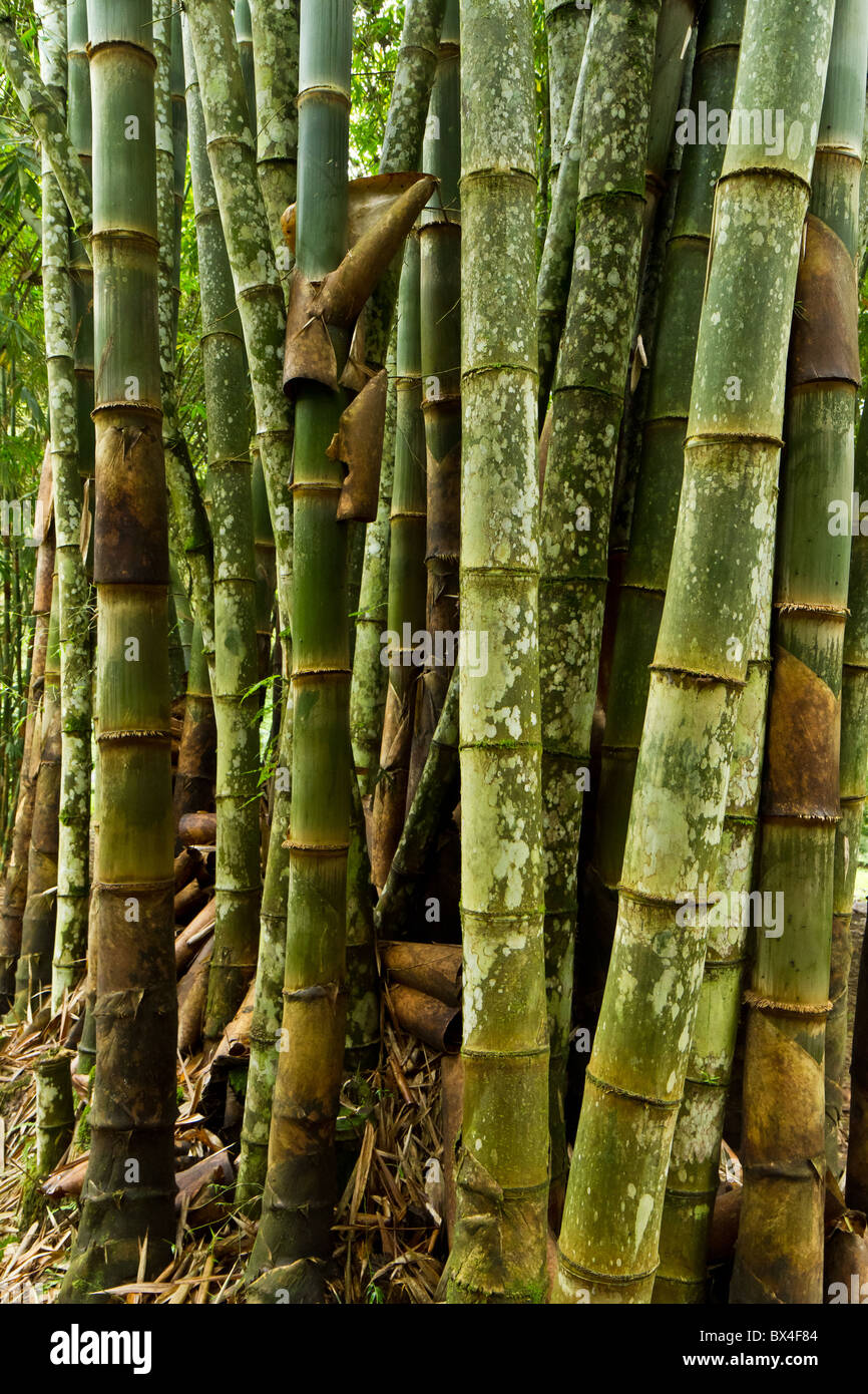 bumbusa vulgaris in the forest Stock Photo - Alamy