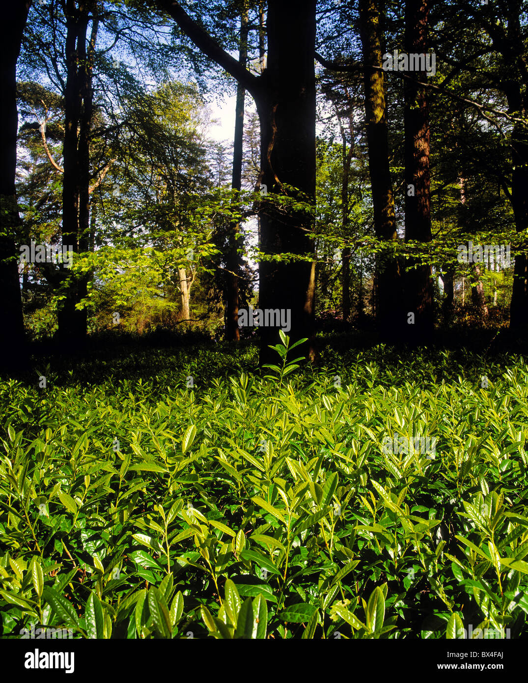 Laurel And Forest In Ireland Stock Photo - Alamy