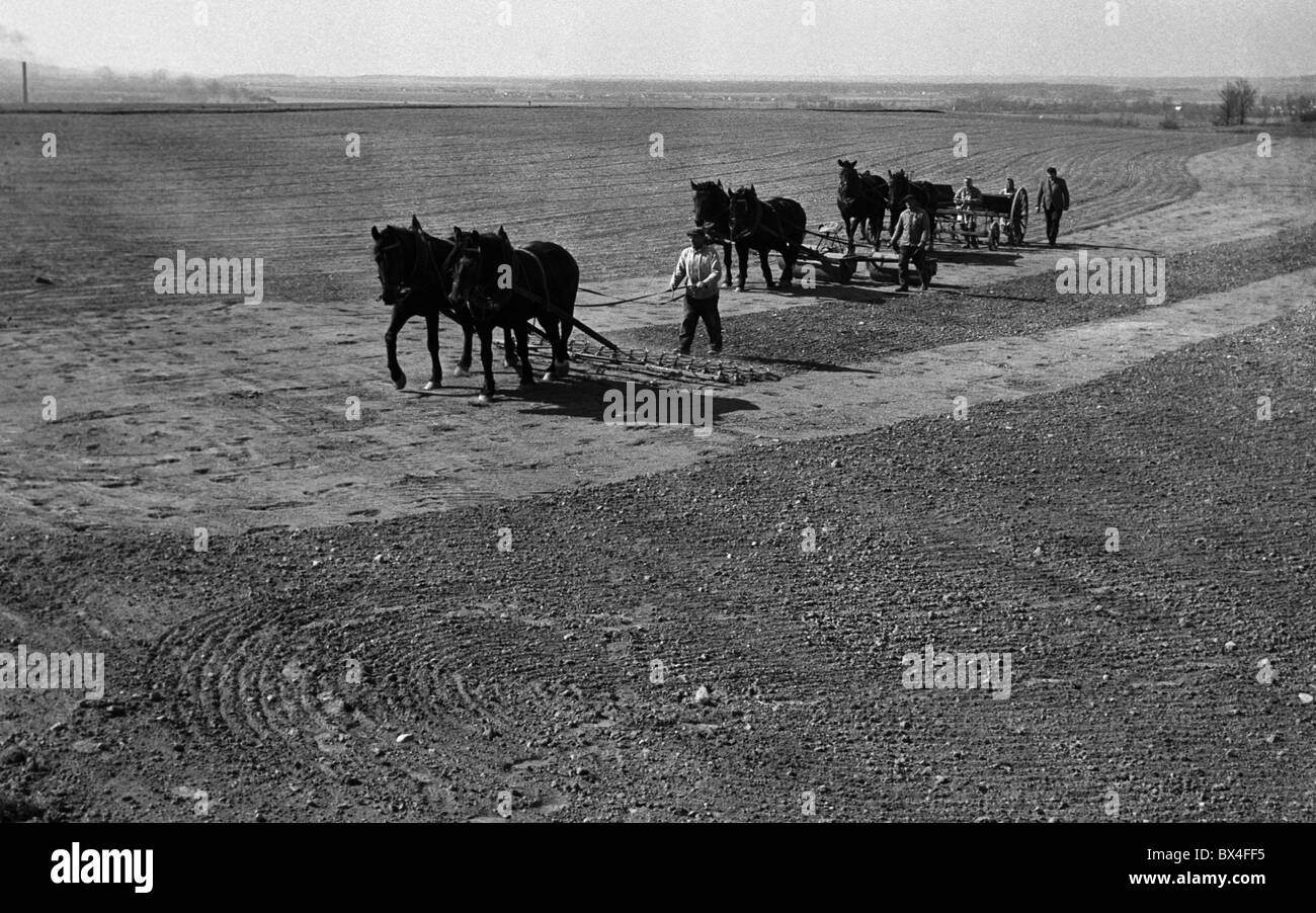 horses, farm animals, harrow, field, Collective farming Stock Photo - Alamy