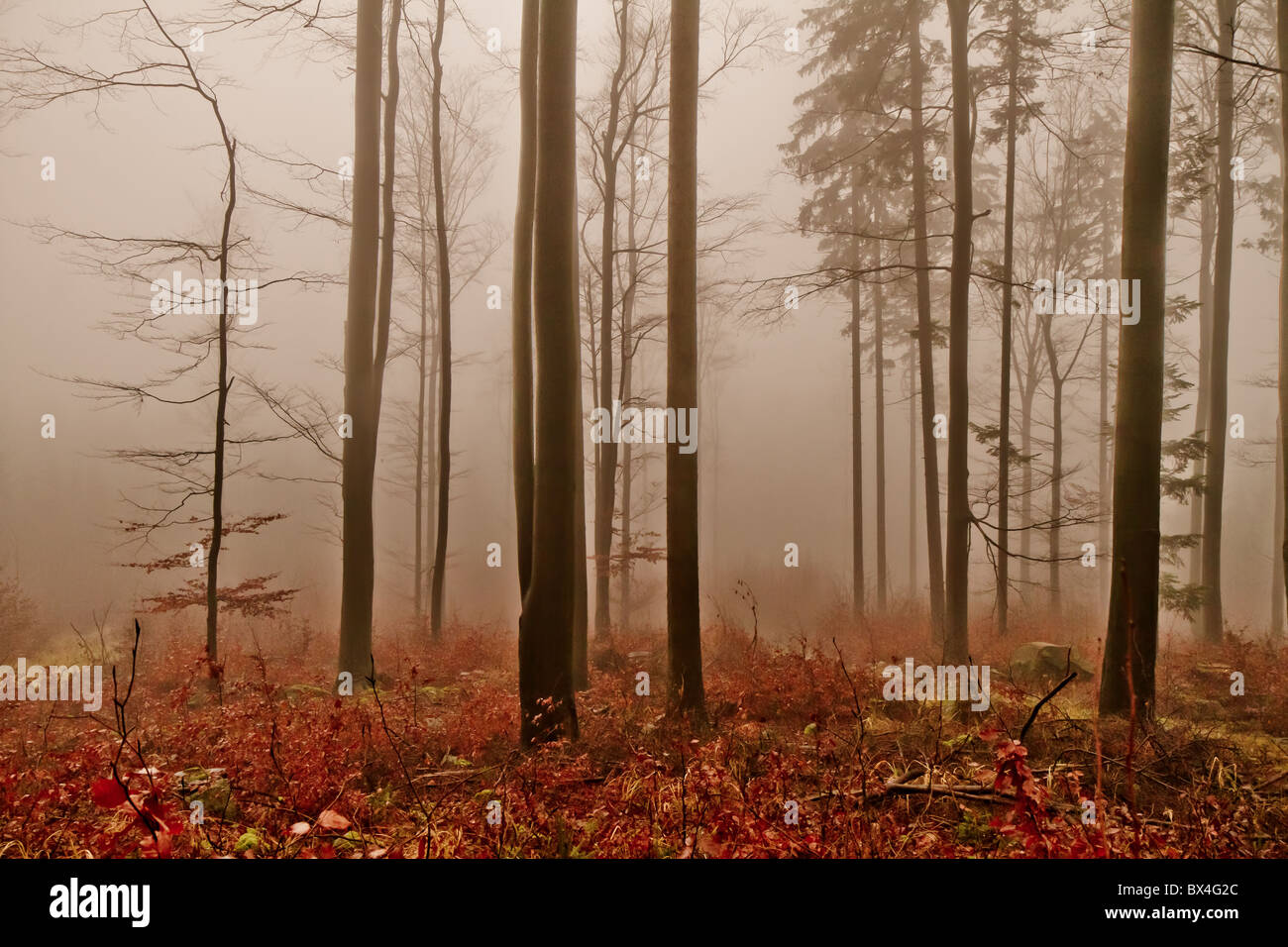 Autumn misty day haze fog hi-res stock photography and images - Alamy