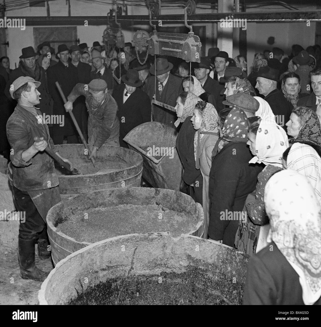 preparing calf food Stock Photo - Alamy