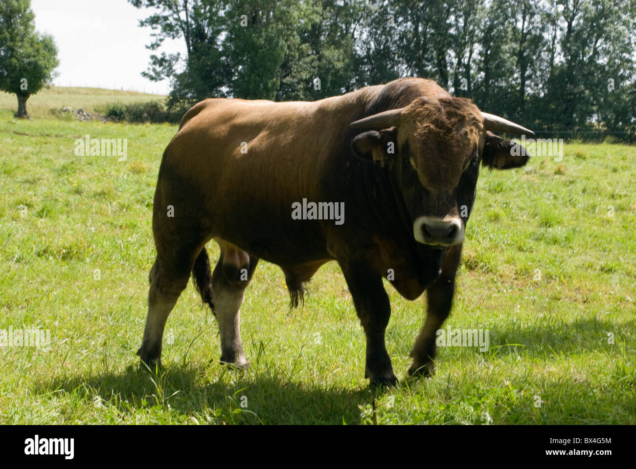 Salers Cattle in the Auvergne Stock Photo - Alamy