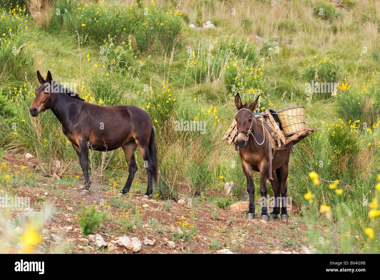 Two mules hi-res stock photography and images - Alamy