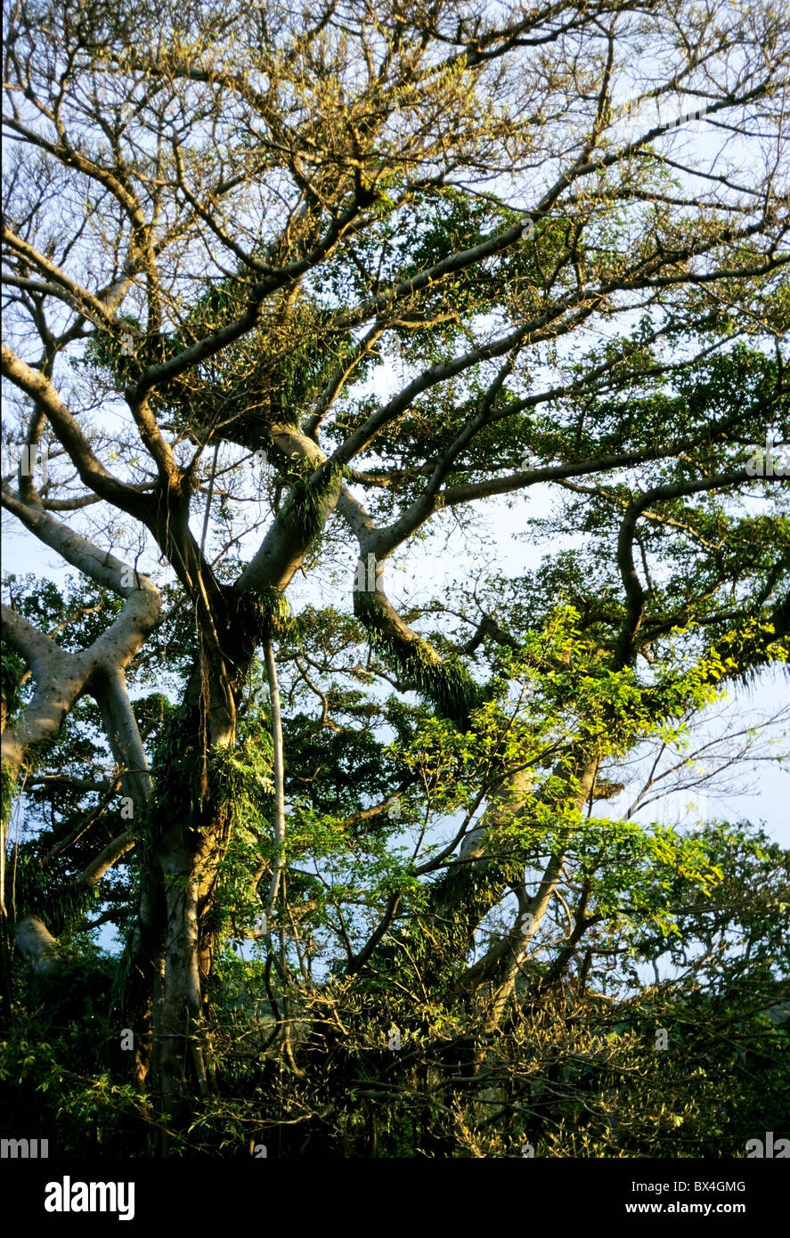 Banyan trees at sunset, Tanna island, Vanuatu Stock Photo - Alamy