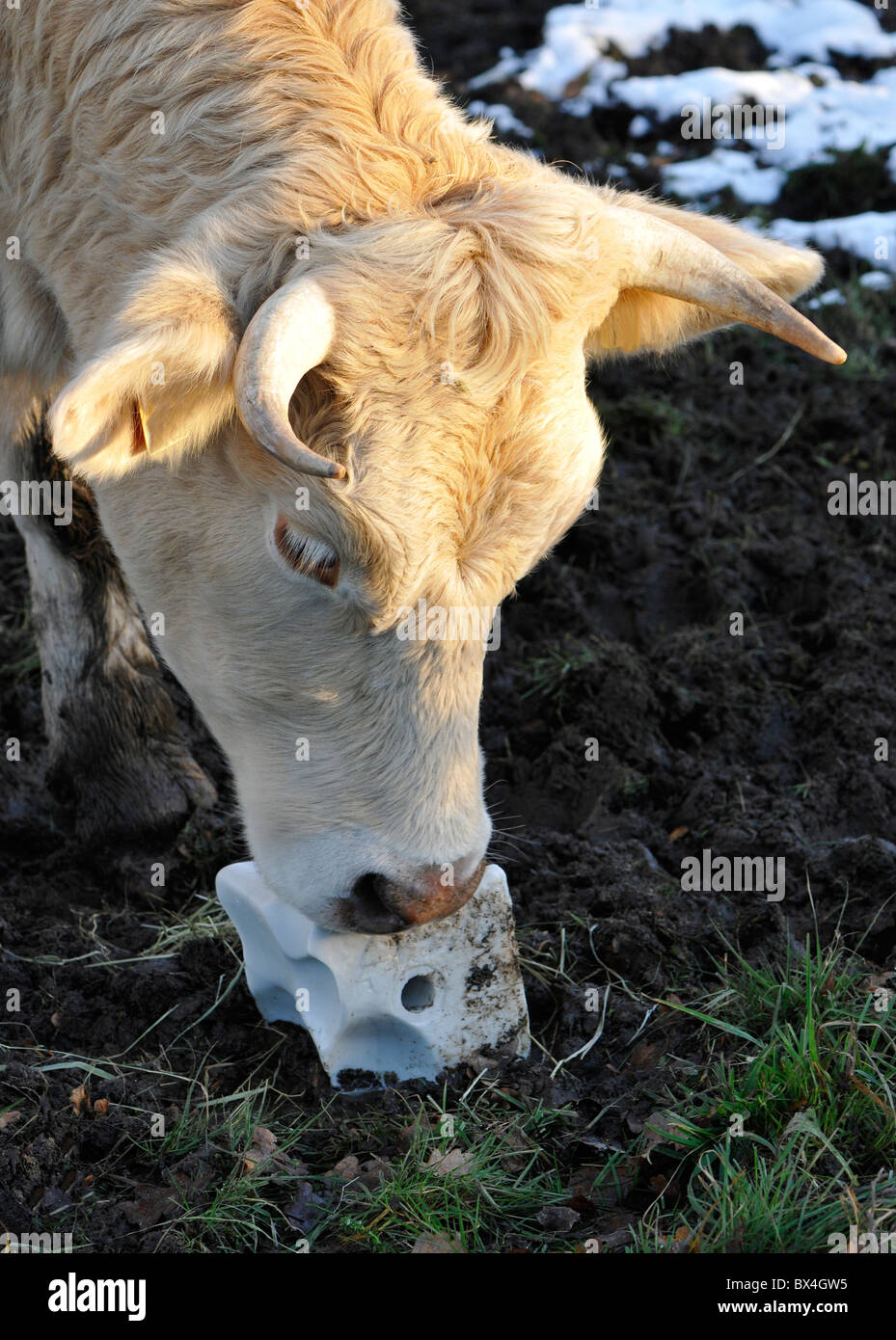 Cow licking salt block hi-res stock photography and images - Alamy