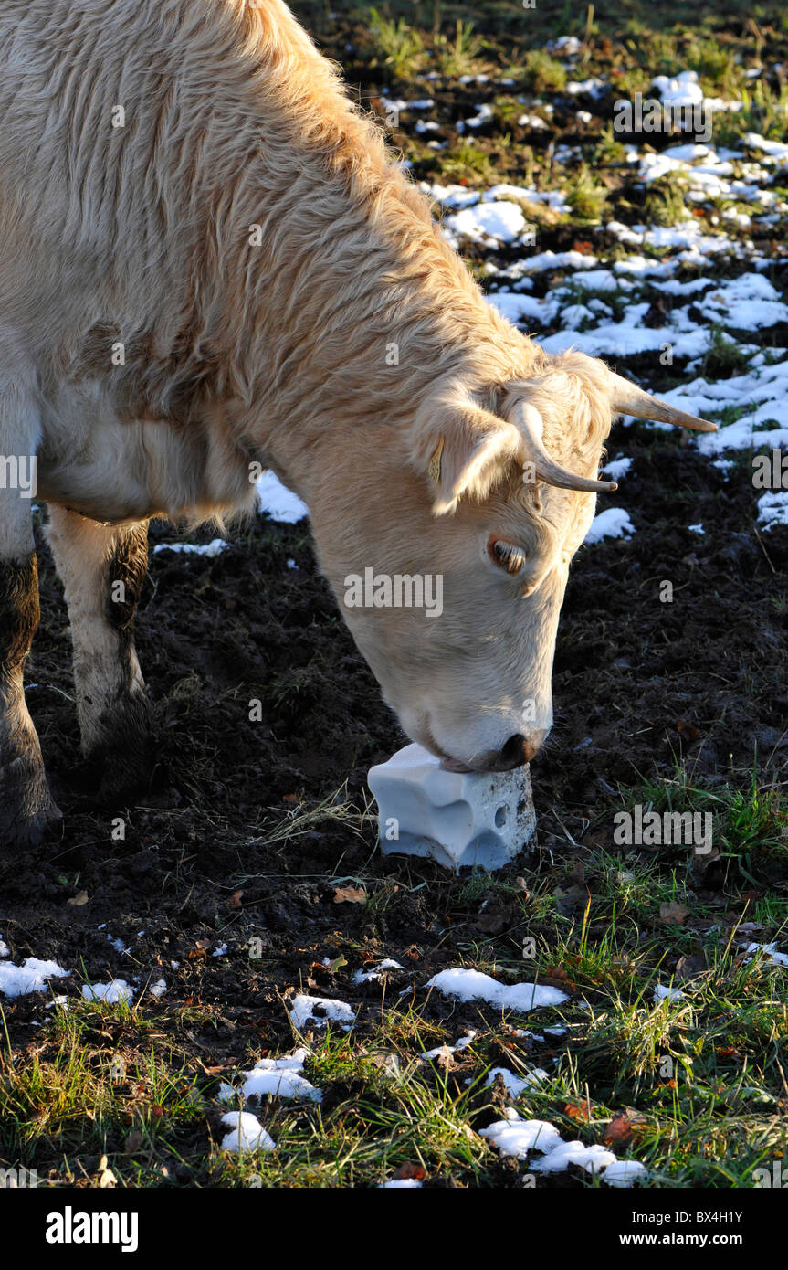 Cow licking salt block hi-res stock photography and images - Alamy