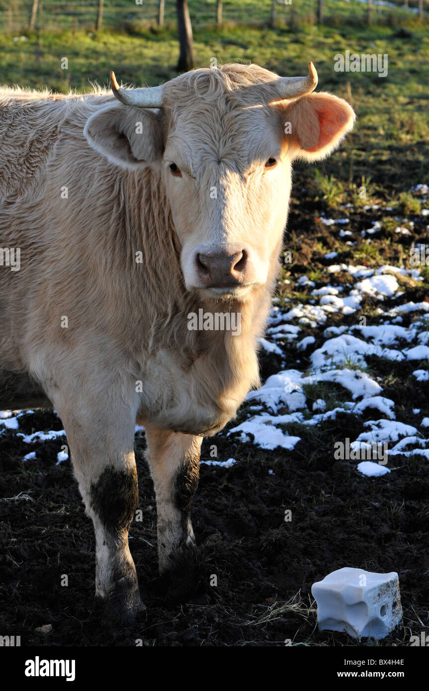 Salt block cow hi-res stock photography and images - Alamy