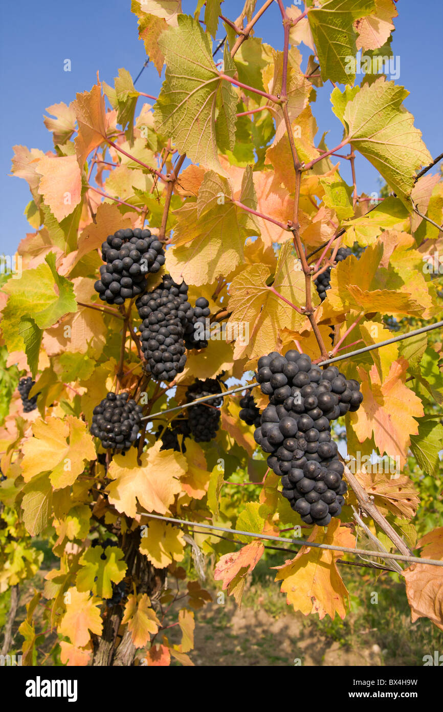 bunch of ripe grapes on grapevine right before harvest Stock Photo - Alamy