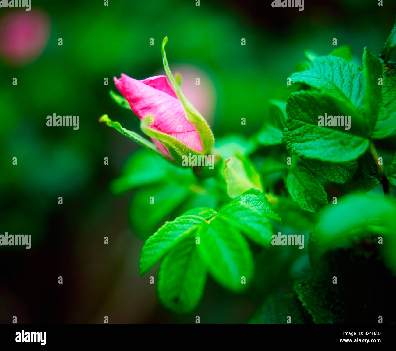 Unfurling flowers hi-res stock photography and images - Alamy