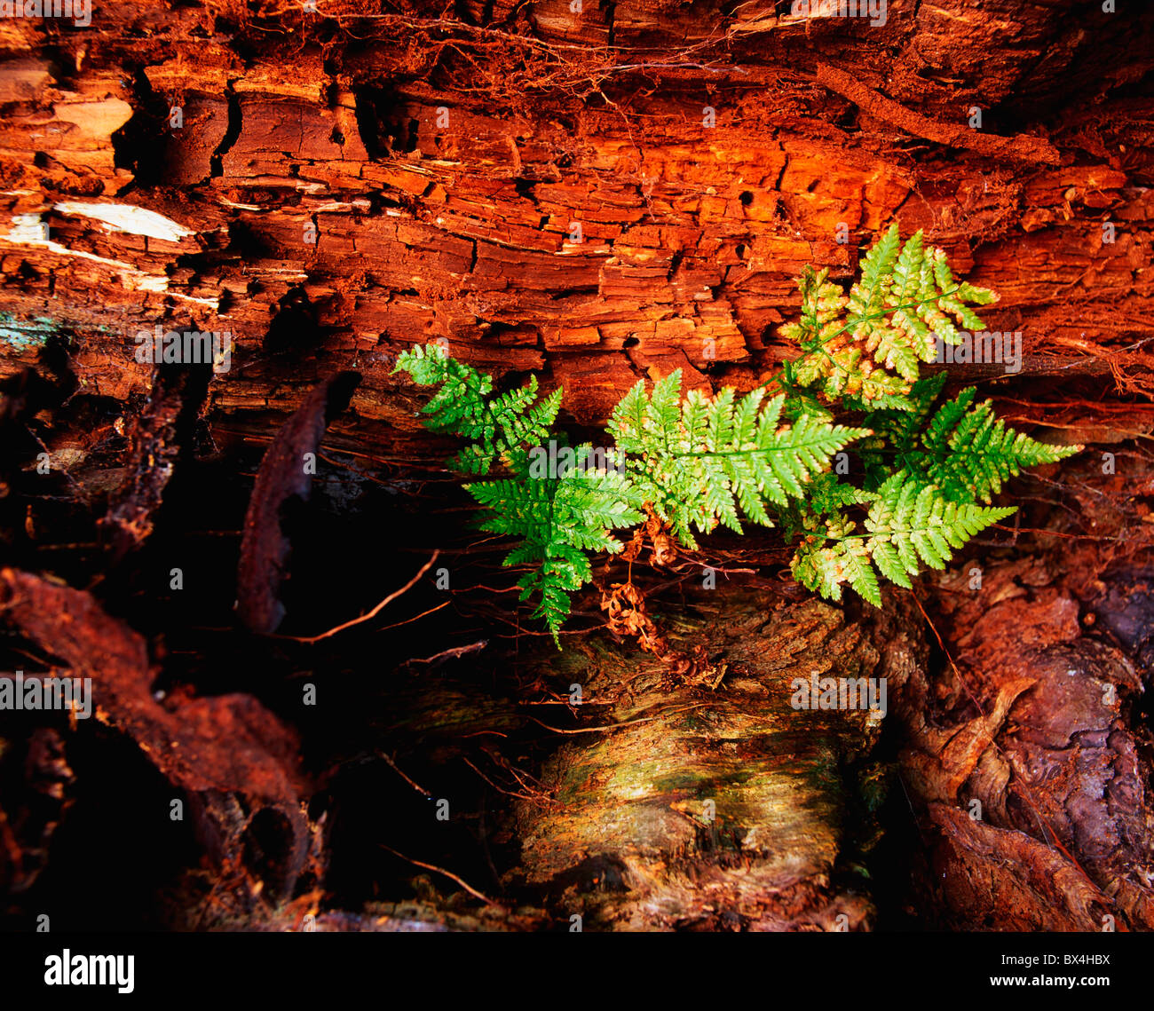 Fern On A Tree Stock Photo - Alamy