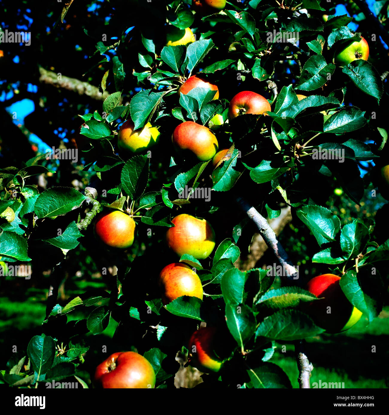 Parrotia persica fruit hi-res stock photography and images - Alamy