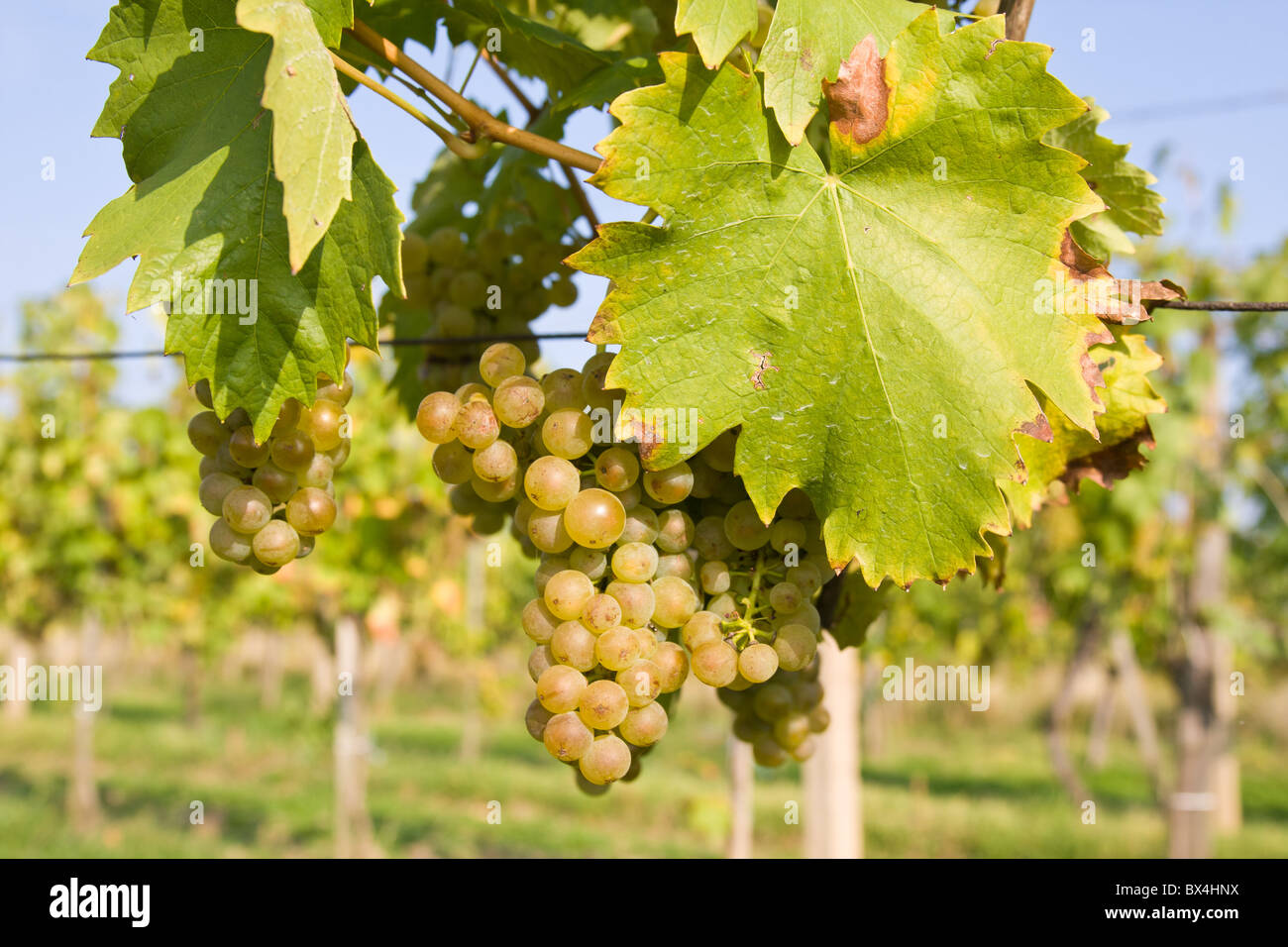 bunch of ripe grapes on grapevine right before harvest Stock Photo - Alamy
