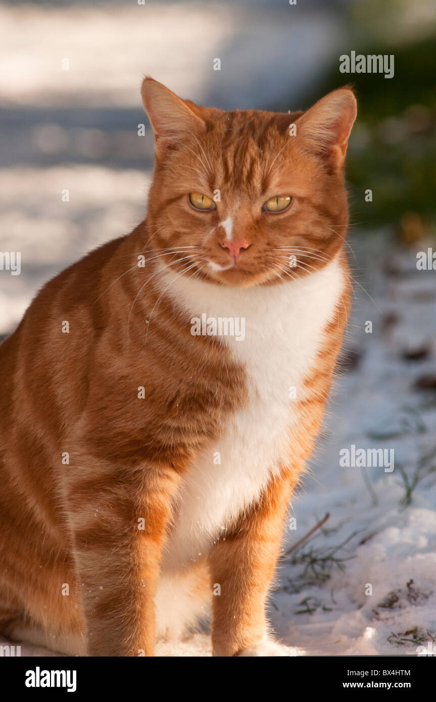 Ginger tabby cat in the snow Stock Photo - Alamy