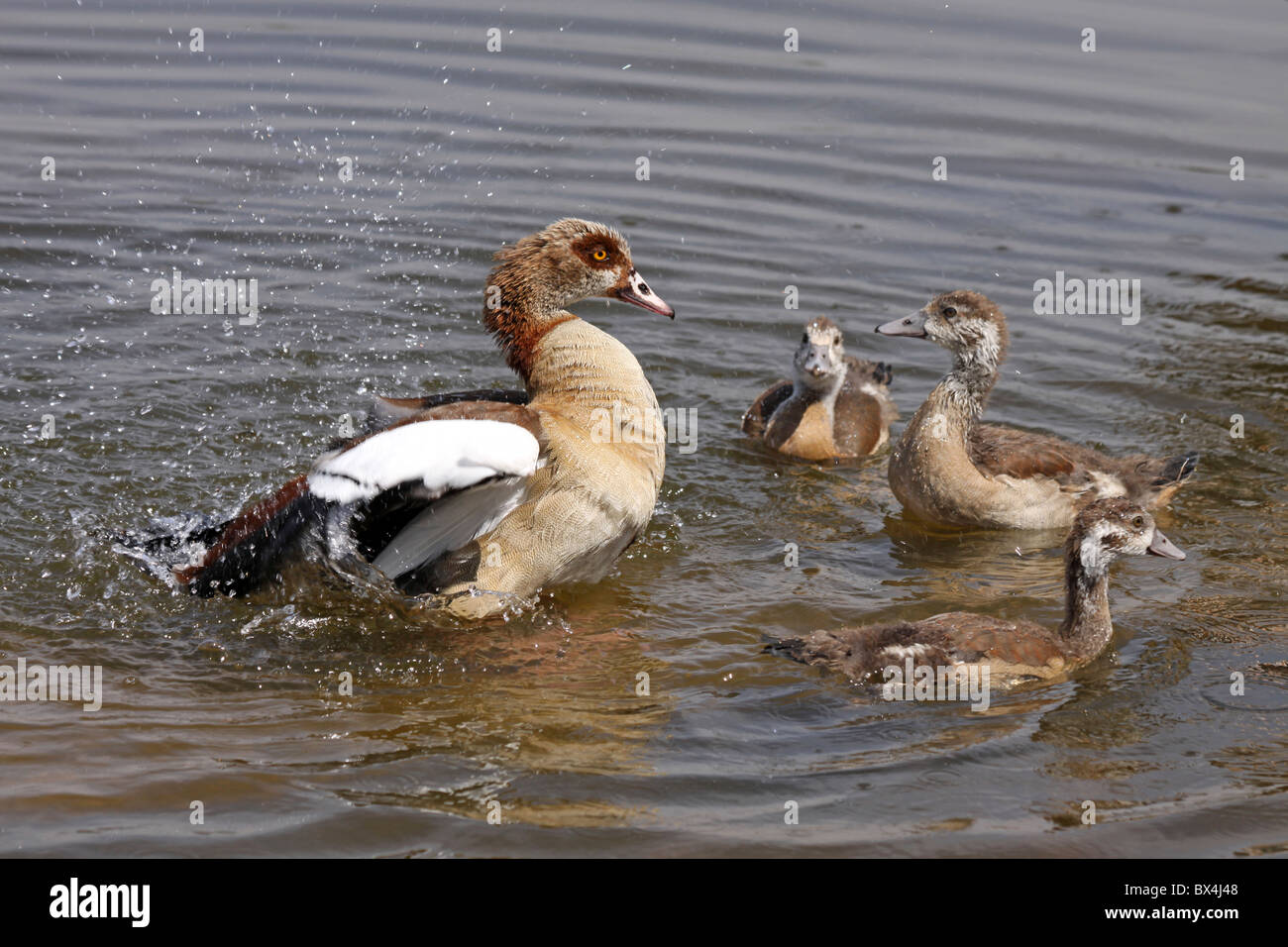African goose bath hi-res stock photography and images - Alamy