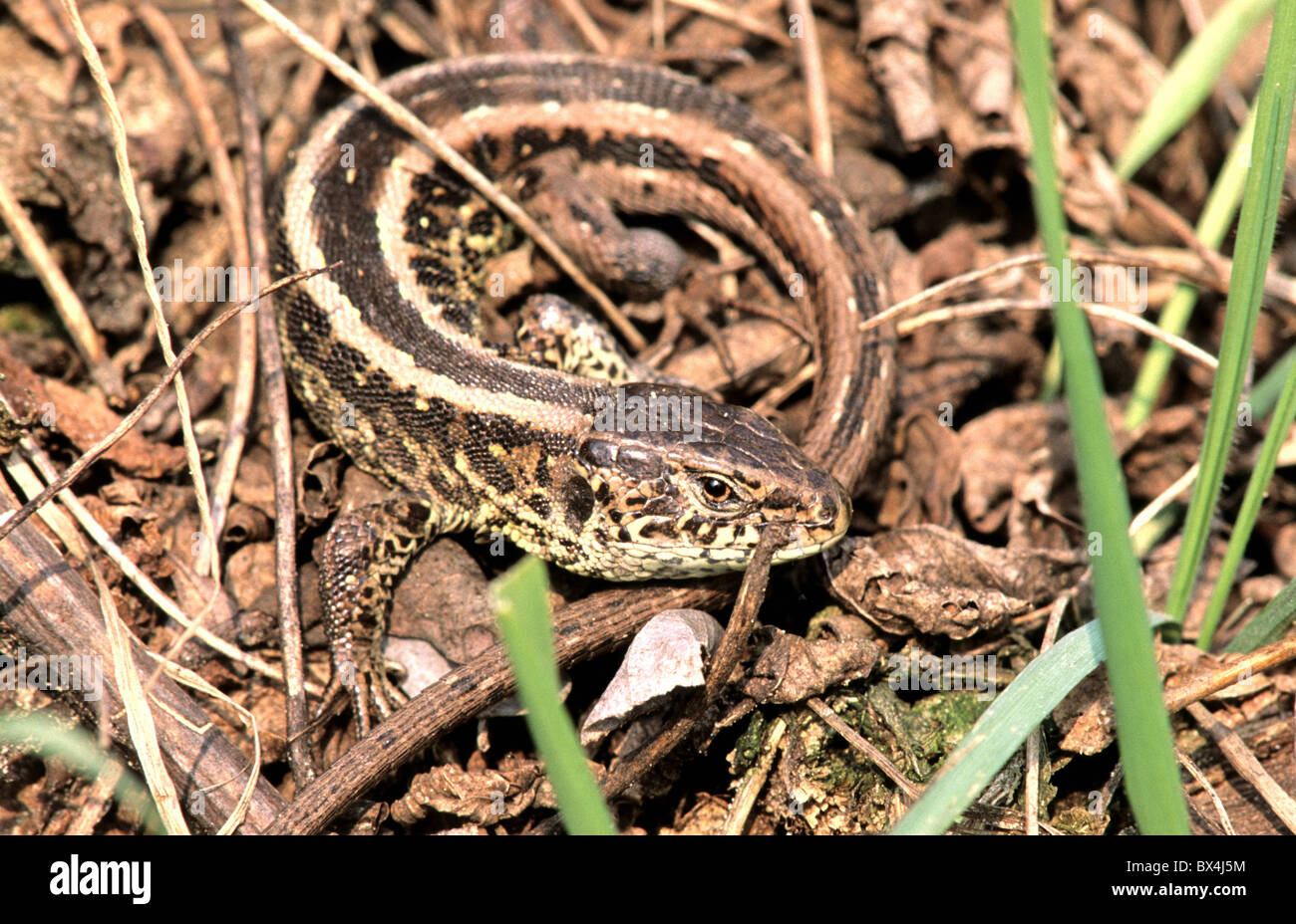 Female fence lizard hi-res stock photography and images - Alamy