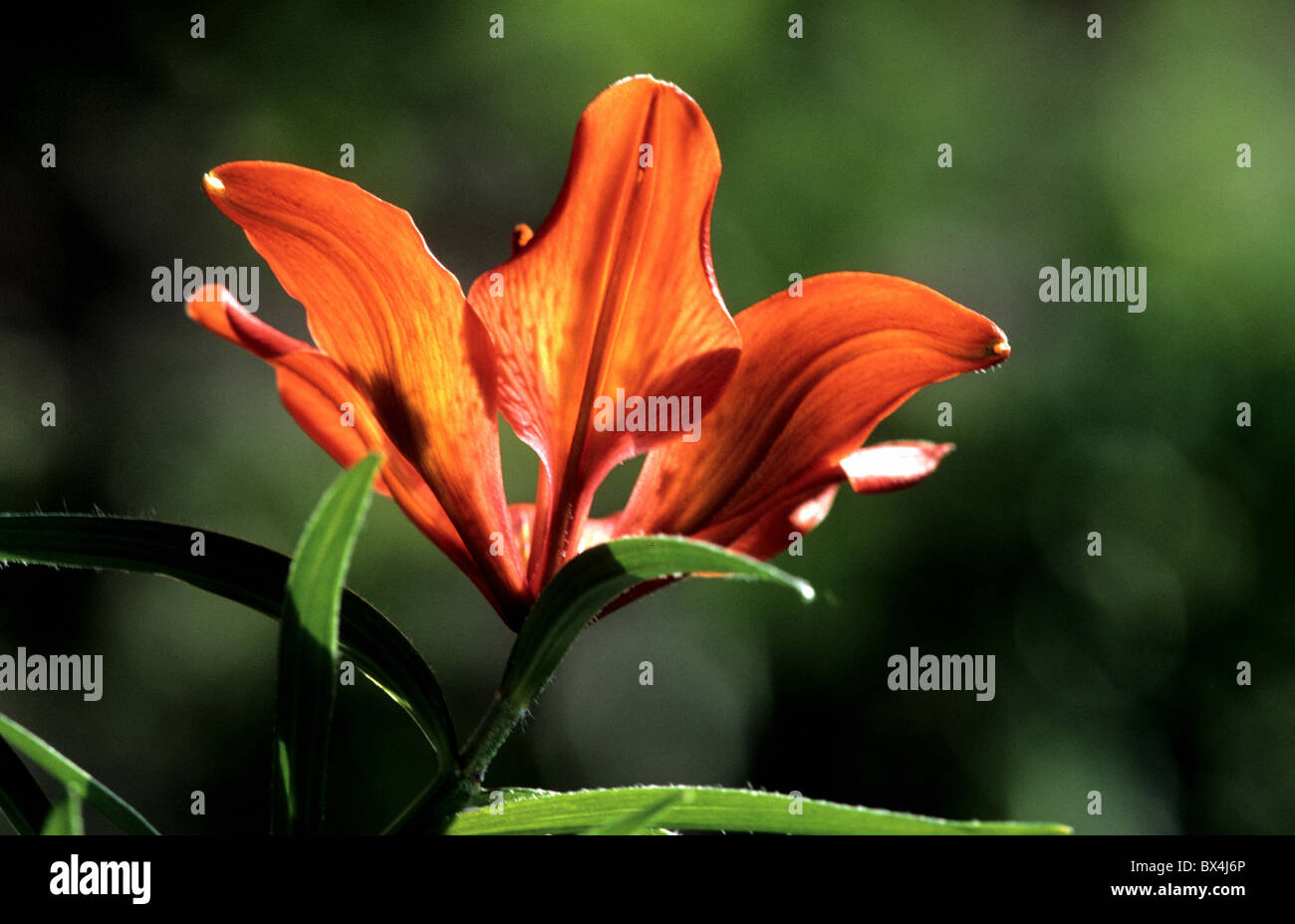 Lily fire hi-res stock photography and images - Alamy
