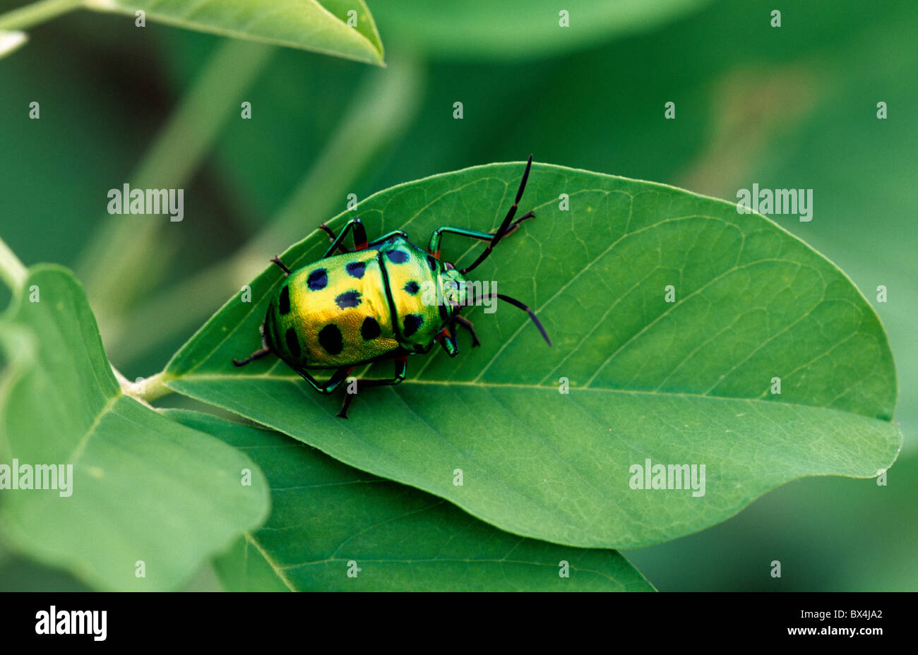 sheet beetles Sri Lanka Asia charmingly shiningly on sheet leaf insects ...