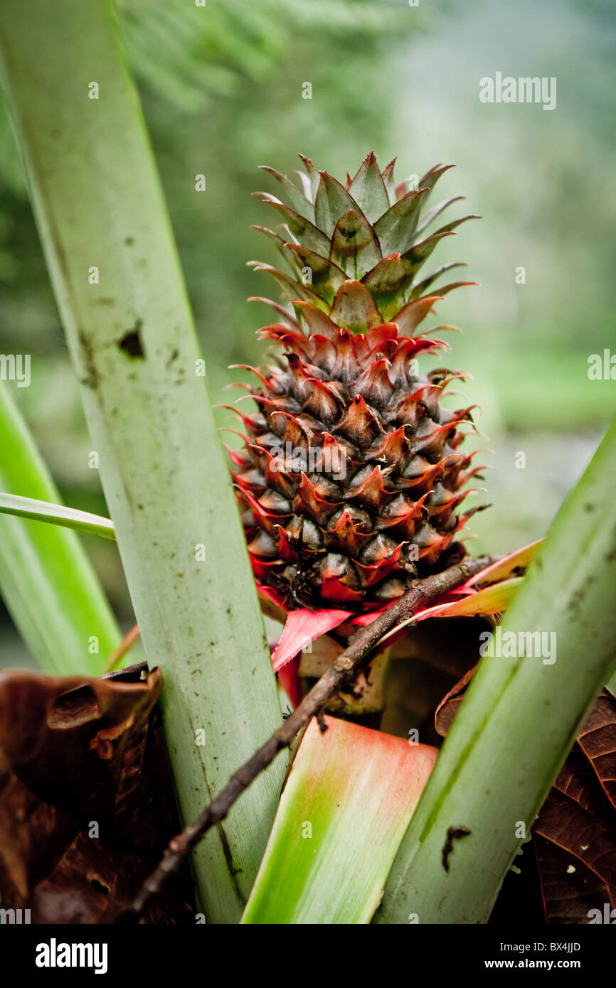 wild pineapple growing in tropical forest Stock Photo - Alamy