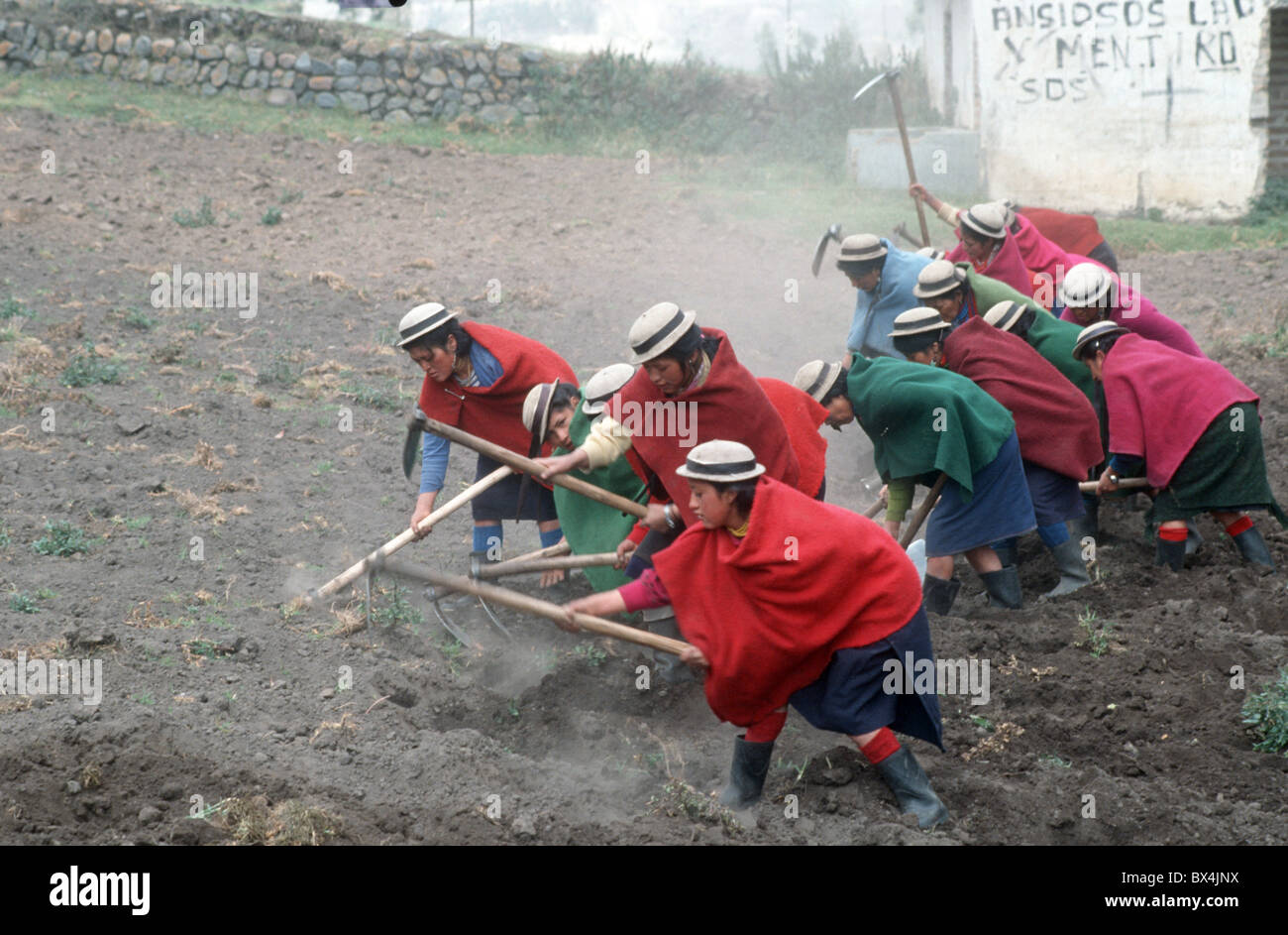 ECUADOR NATIVE QUECHUA WOMEN TILLING LAND IN THE ANDES Stock Photo - Alamy