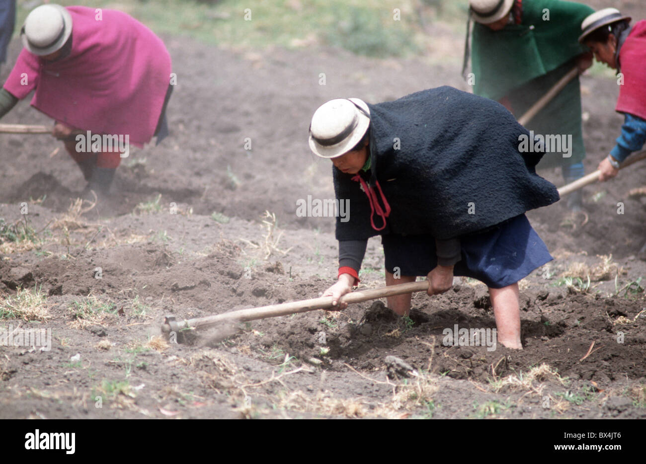 ECUADOR NATIVE QUECHUA WOMEN TILLING LAND IN THE ANDES Stock Photo - Alamy