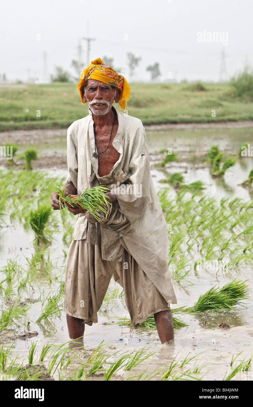Pakistani farmer in the field hi-res stock photography and images - Alamy