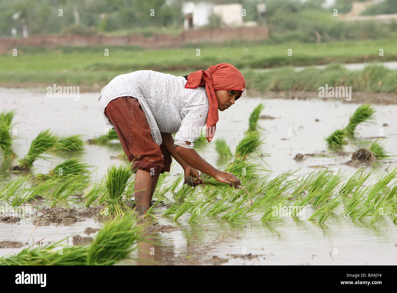 Woman paddyfield hi-res stock photography and images - Alamy